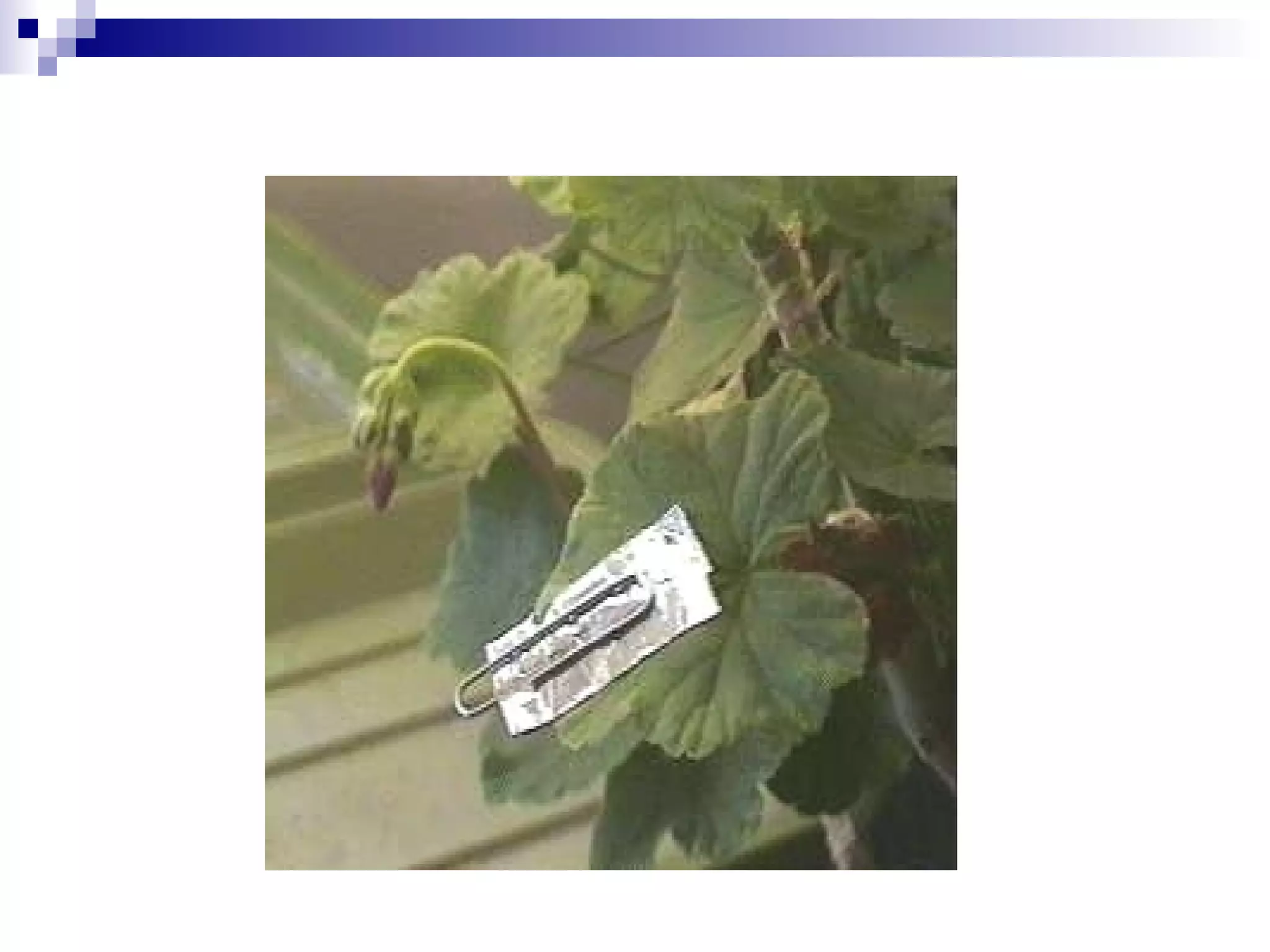 Chapter 7 Nutrition in Plants Lesson 3 - Experiments testing for ...