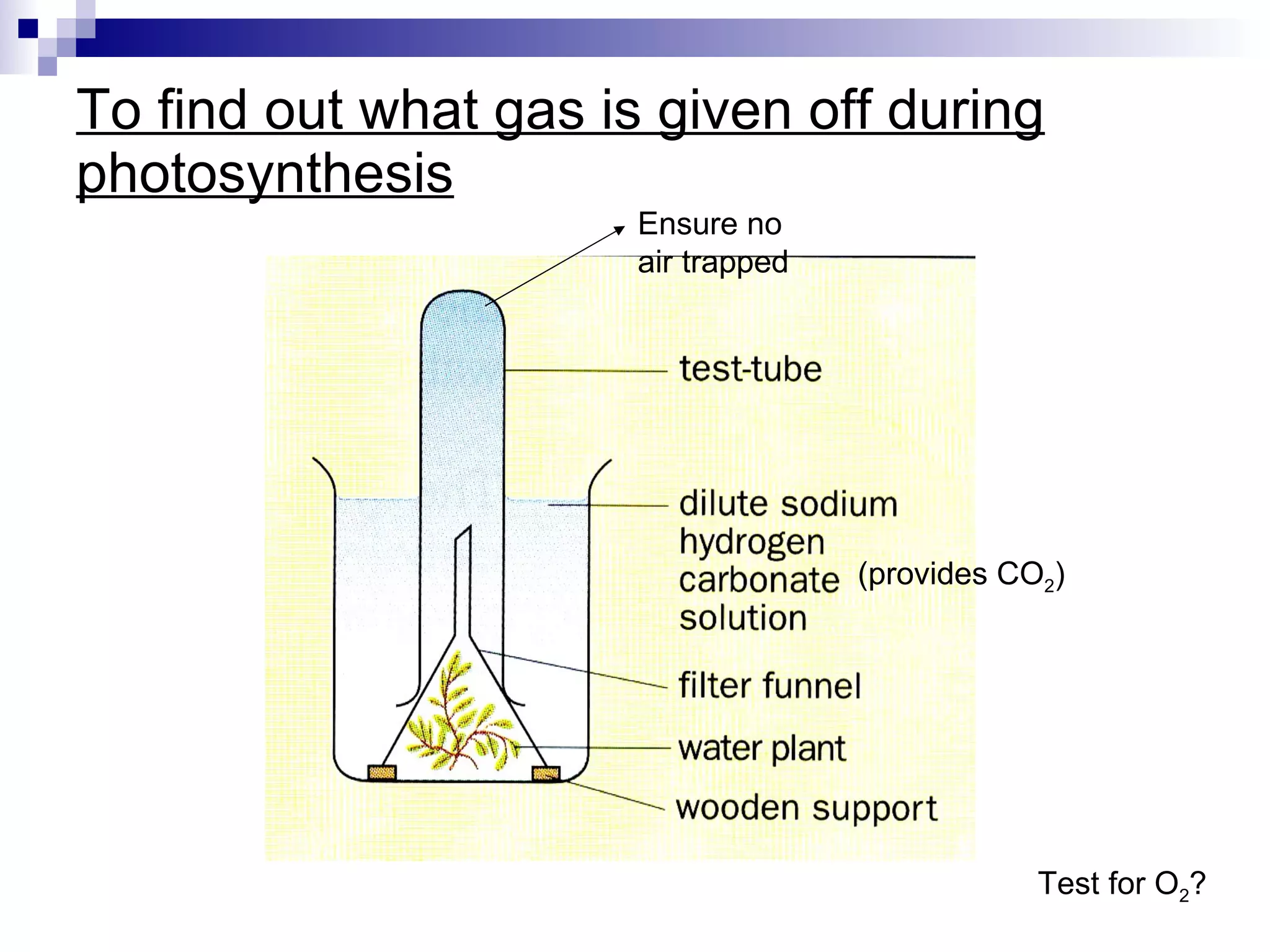 Chapter 7 Nutrition in Plants Lesson 3 - Experiments testing for ...