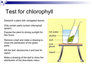 Chapter 7 Nutrition in Plants Lesson 3 - Experiments testing for ...