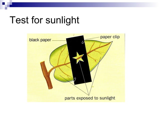 Chapter 7 Nutrition in Plants Lesson 3 - Experiments testing for ...