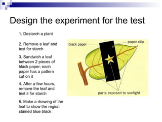 Chapter 7 Nutrition in Plants Lesson 3 - Experiments testing for ...