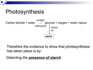 Chapter 7 Nutrition in Plants Lesson 3 - Experiments testing for ...