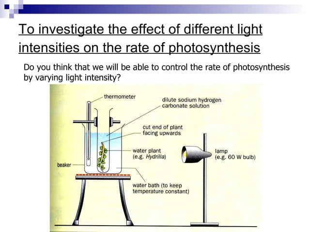 Chapter 7 Nutrition in Plants Lesson 3 - Experiments testing for ...