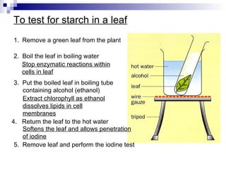 Chapter 7 Nutrition in Plants Lesson 3 - Experiments testing for ...