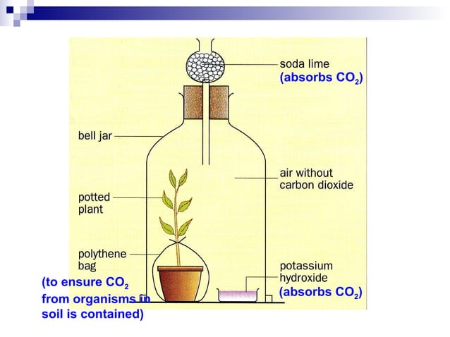 Chapter 7 Nutrition in Plants Lesson 3 - Experiments testing for ...