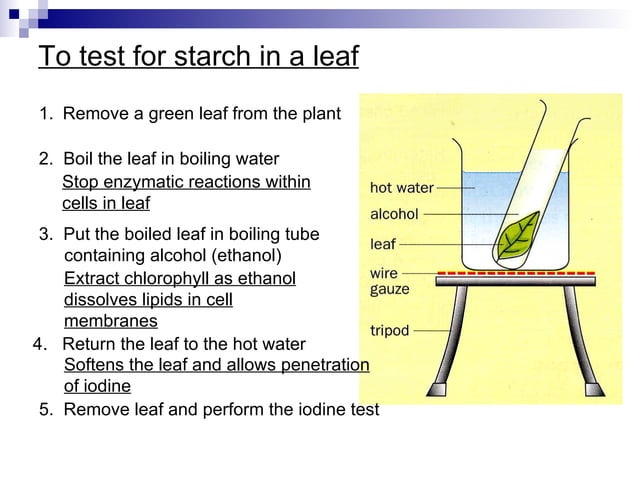 Chapter 7 Nutrition in Plants Lesson 3 - Experiments testing for ...