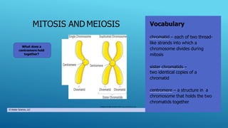 3explanation-mitosisandmeiosispresentation-standardversion-230620230437 ...