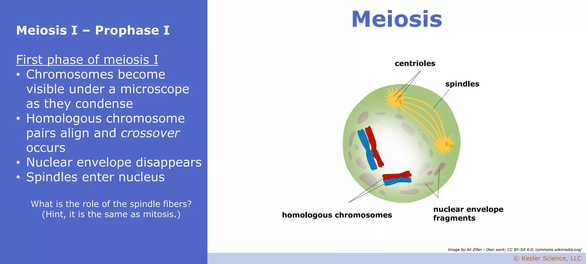 3 Explanation - Mitosis and Meiosis Presentation - Standard Version.pptx