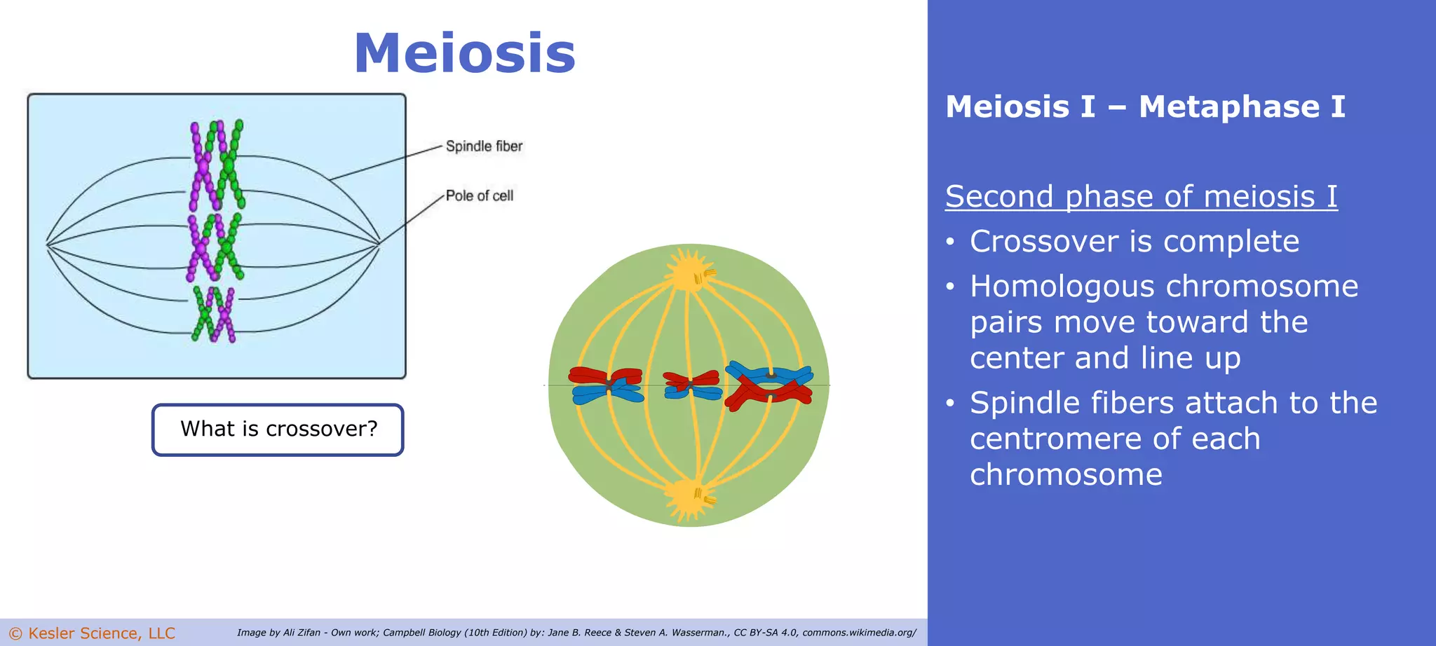 3 Explanation - Mitosis and Meiosis Presentation - Standard Version.pptx