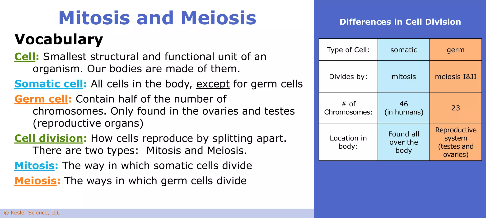 3 Explanation - Mitosis and Meiosis Presentation - Standard Version.pptx