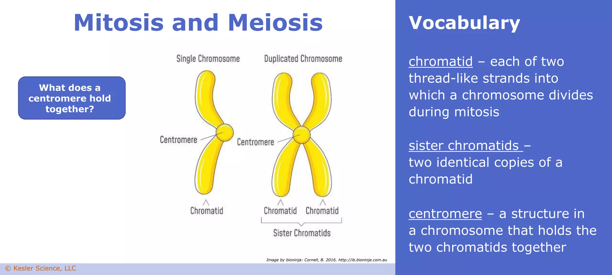 3 Explanation - Mitosis and Meiosis Presentation - Standard Version.pptx