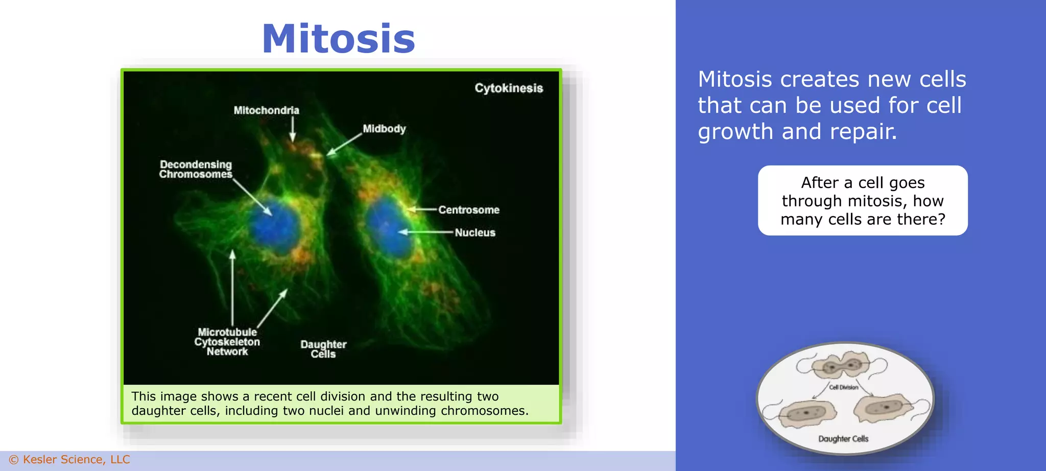 3 Explanation - Mitosis and Meiosis Presentation - Standard Version.pptx