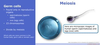 3 Explanation - Mitosis and Meiosis Presentation - Standard Version.pptx