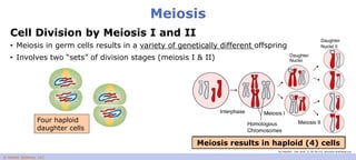 3 Explanation - Mitosis and Meiosis Presentation - Standard Version.pptx