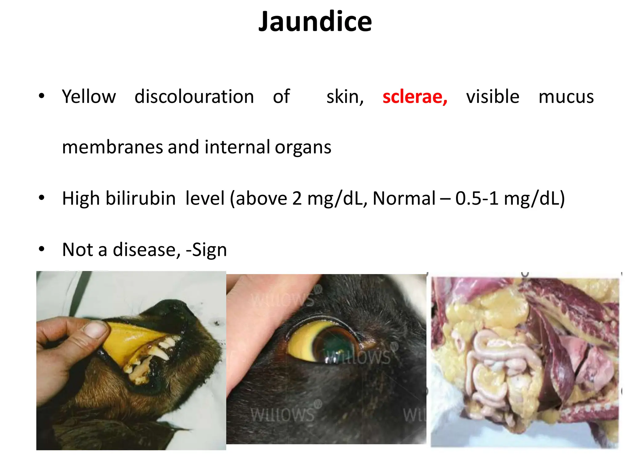 Jaundice pptx Veterinary pathology important | PDF
