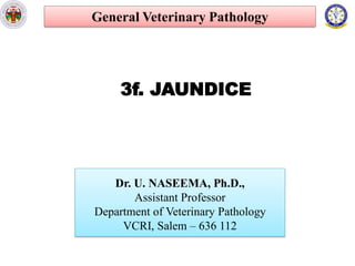Jaundice pptx Veterinary pathology important | PDF