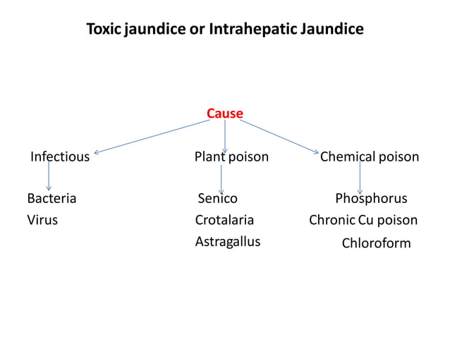 Jaundice pptx Veterinary pathology important | PDF