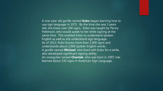 Great Ape Language | PPTX