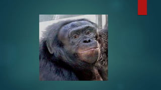 Great Ape Language | PPTX