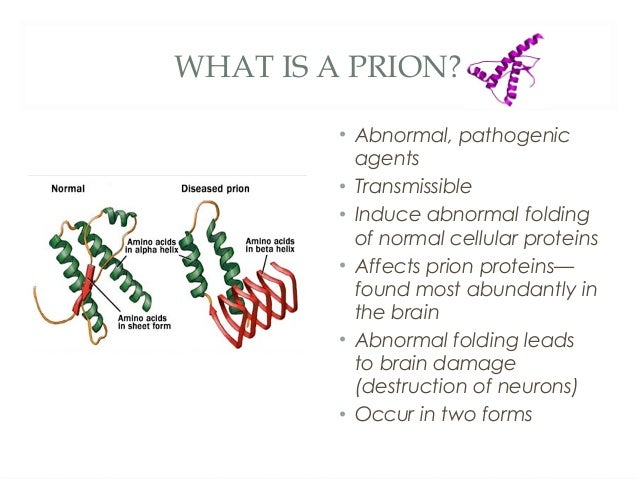 CJD Project final 4.16.15