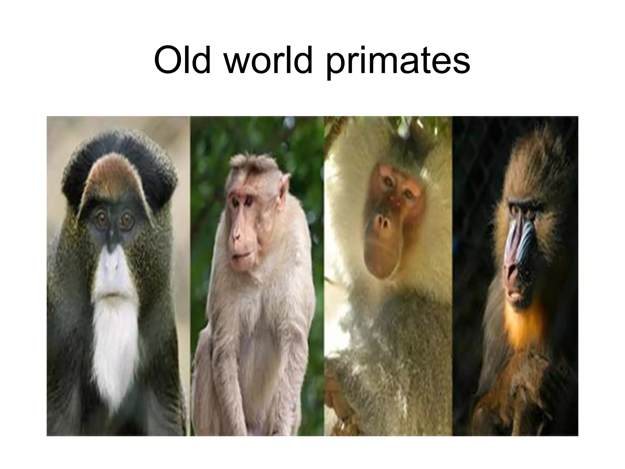 old+and+new+world+primates (1) MDP | PPT