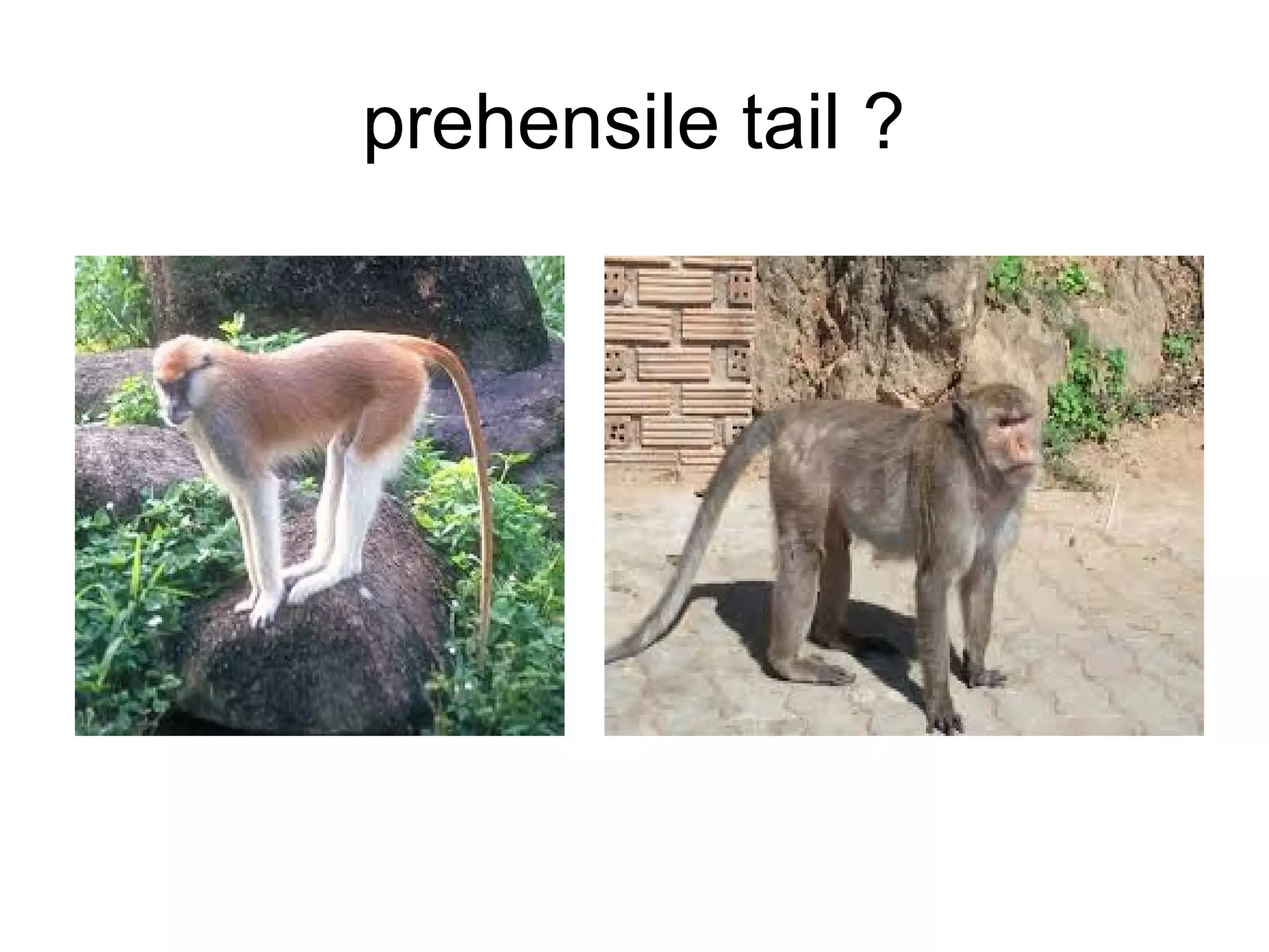 old+and+new+world+primates (1) MDP | PPT