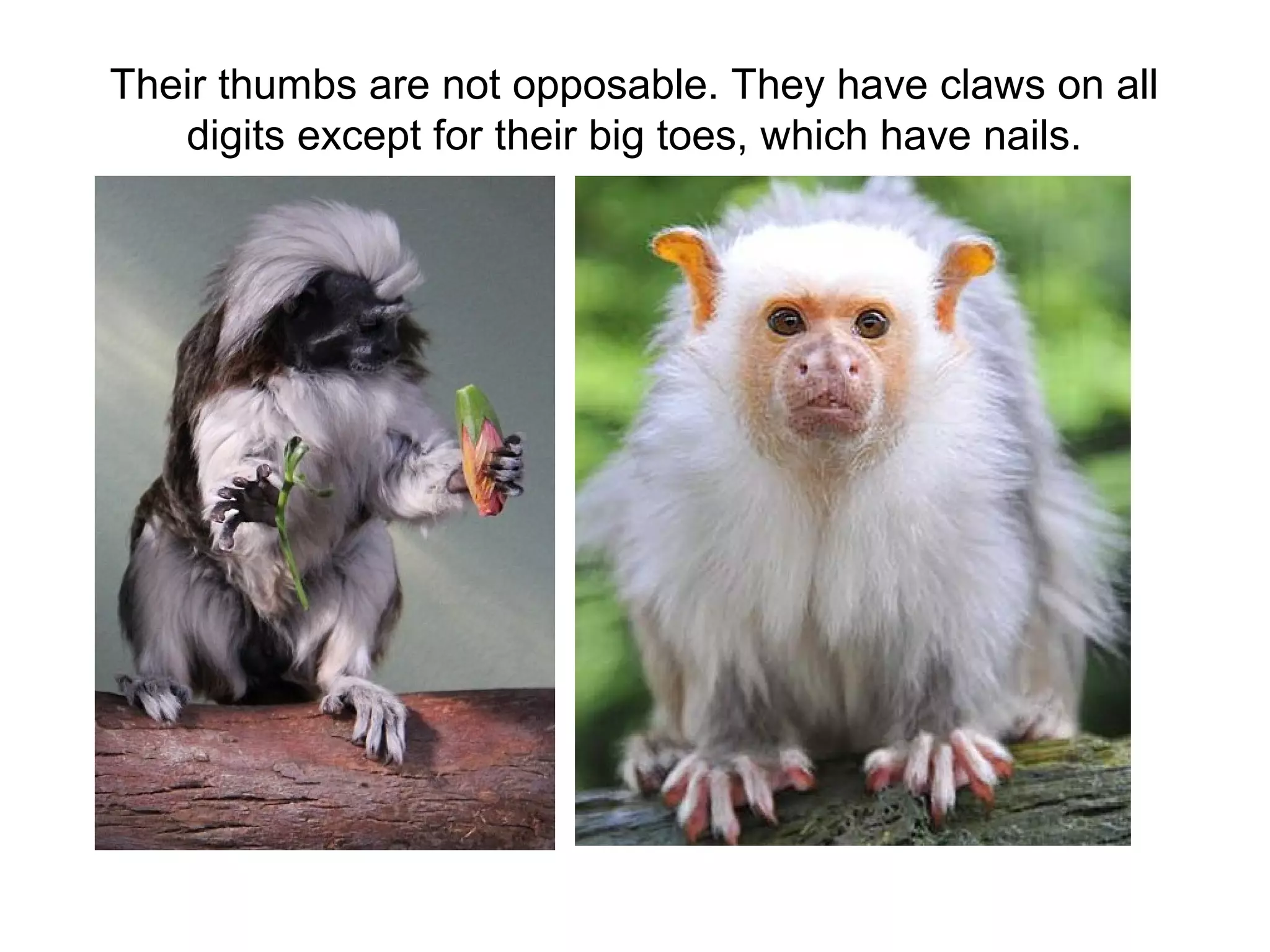 old+and+new+world+primates (1) MDP | PPT