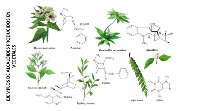 farmacognosia cristina lopez