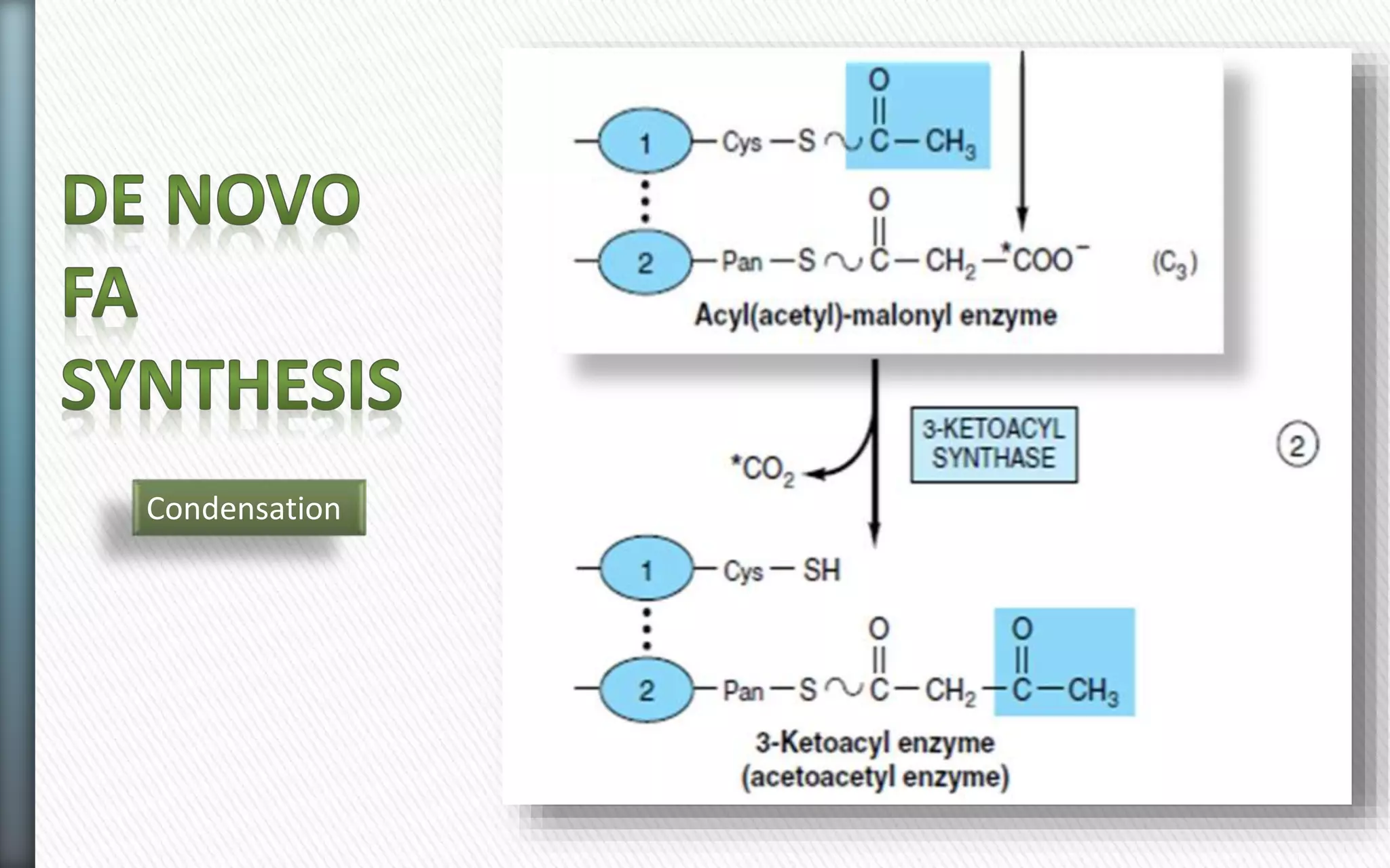 3 Fatty acid synthesis.pptx