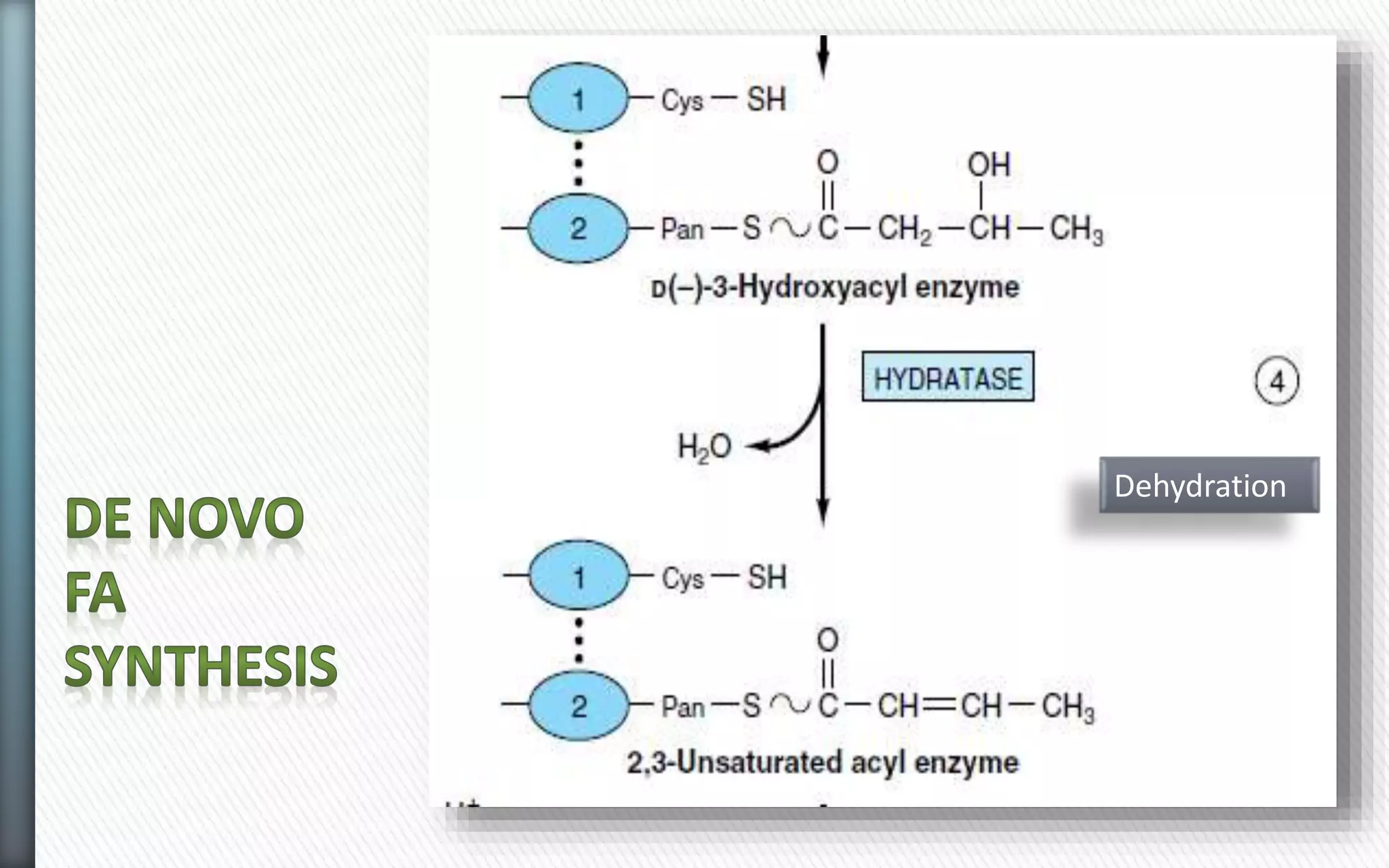 3 Fatty acid synthesis.pptx