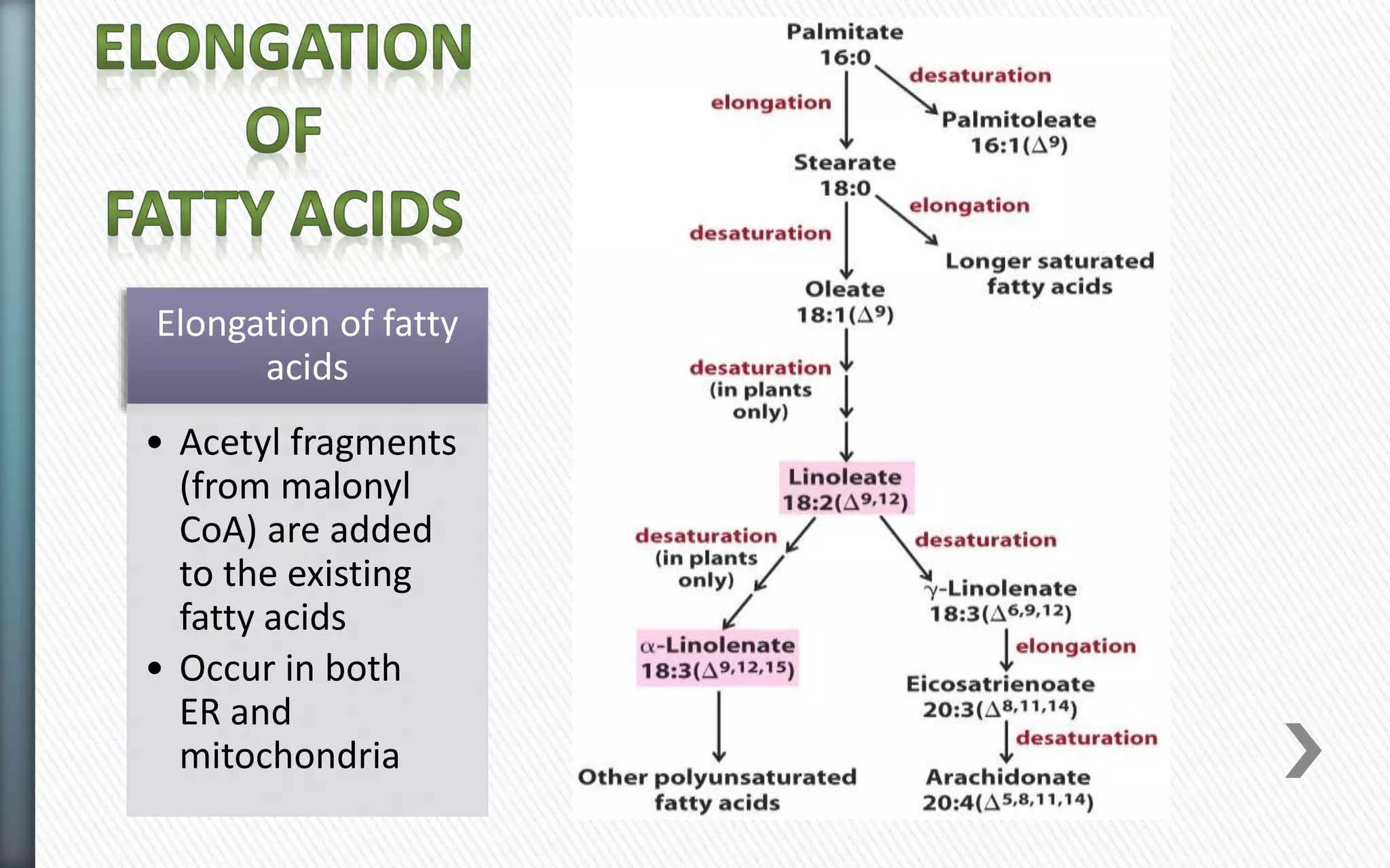 3 Fatty acid synthesis.pptx