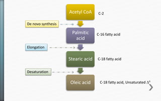 3 Fatty acid synthesis.pptx