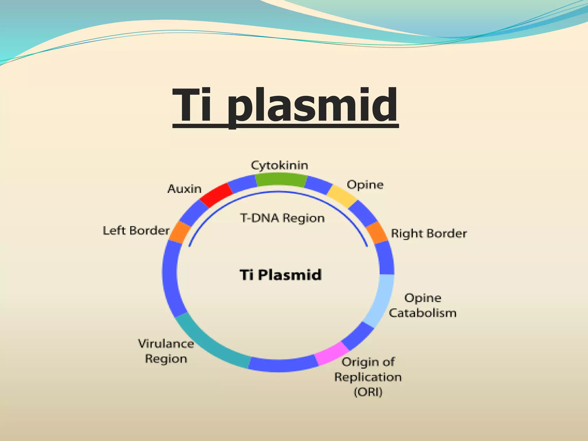 Feature of ti plasmid | PPTX