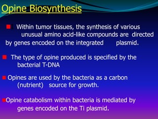 Feature of ti plasmid | PPTX