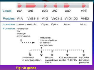 Feature of ti plasmid | PPTX