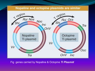 Feature of ti plasmid | PPTX