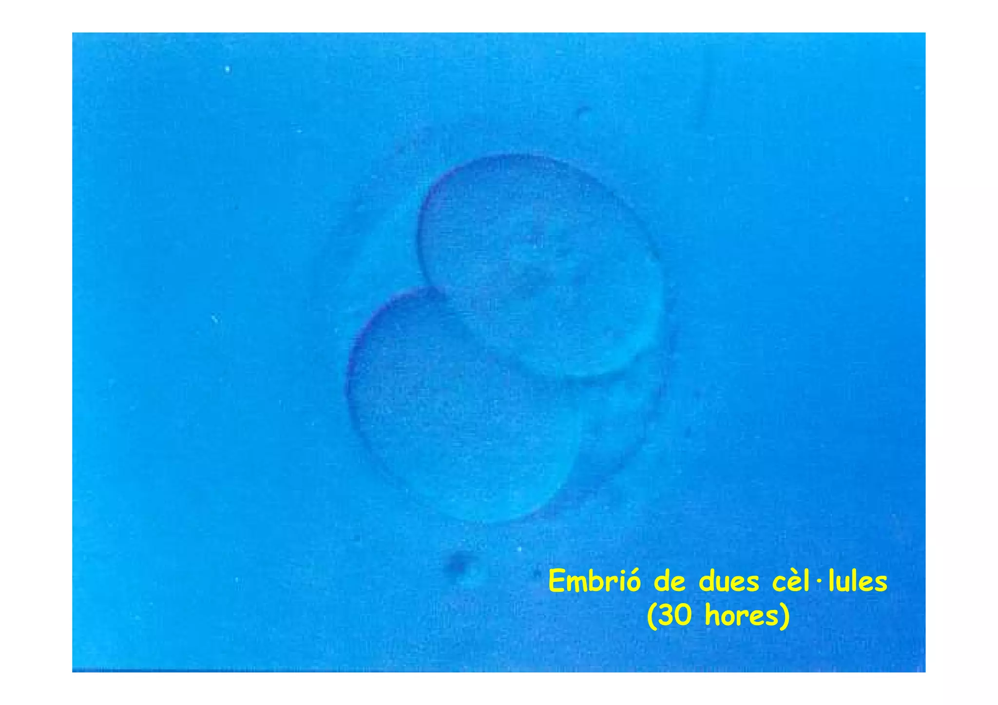 Fecundació i desenvolupament embrionari | PPT