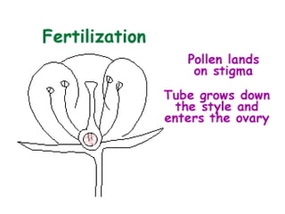 Chapter 16 Reproduction in Plants Lesson 3 - Fertilization & post ...