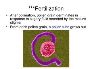 Chapter 16 Reproduction in Plants Lesson 3 - Fertilization & post ...
