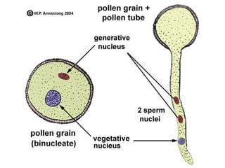 Chapter 16 Reproduction in Plants Lesson 3 - Fertilization & post ...