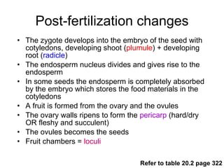 Chapter 16 Reproduction in Plants Lesson 3 - Fertilization & post fertilization changes | PPT