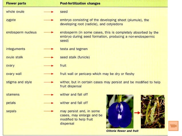 Chapter 16 Reproduction in Plants Lesson 3 - Fertilization & post ...