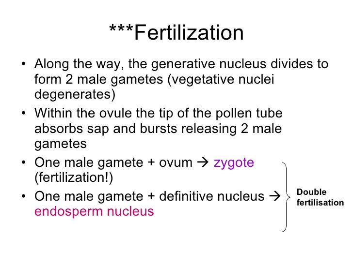 Chapter 16 Reproduction in Plants Lesson 3 - Fertilization & post fer…