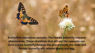 Reproduction in animals | PDF