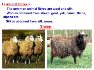 Class-7 science Chapter-3 fiber to fabric | PPT