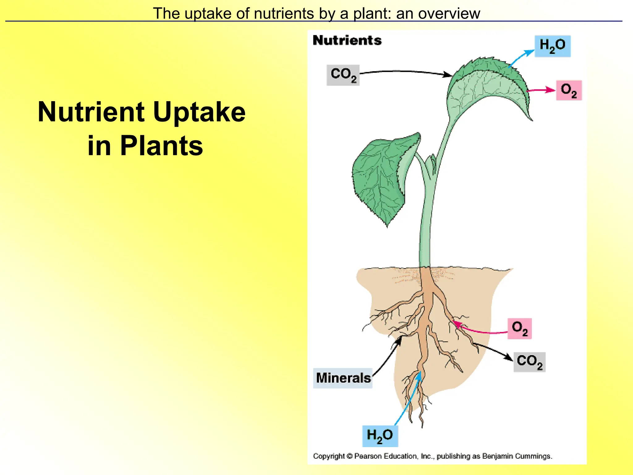 Plant Nutrition and Nutrition Deficiency | PDF