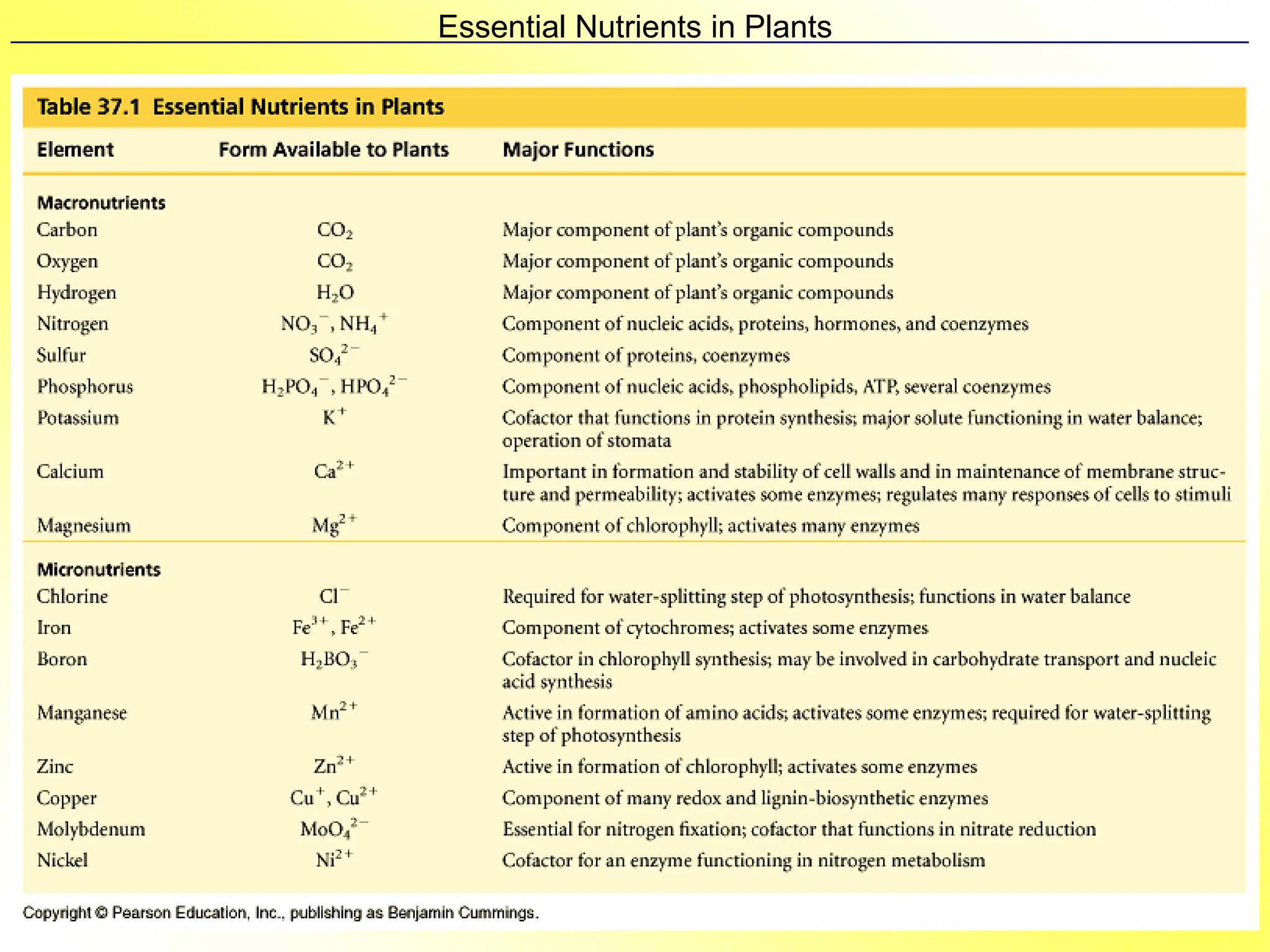 Plant Nutrition and Nutrition Deficiency | PDF