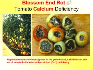 Plant Nutrition and Nutrition Deficiency | PDF