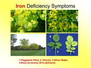 Plant Nutrition and Nutrition Deficiency | PDF