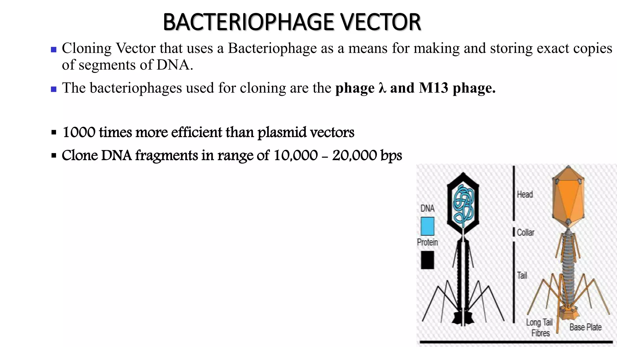 cloning and expression vector in plants | PPTX